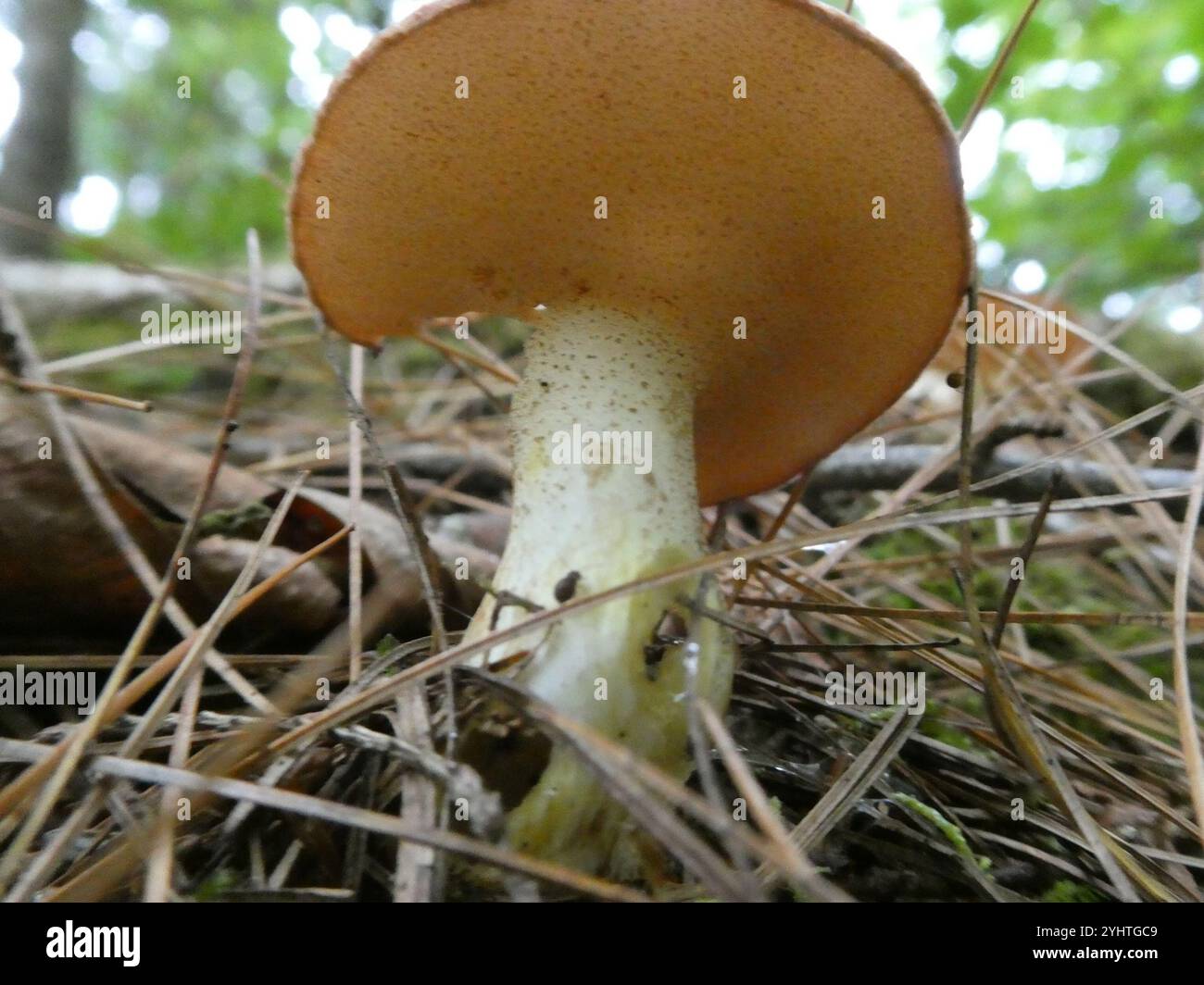 Butterball (Suillus weaverae Stock Photo - Alamy