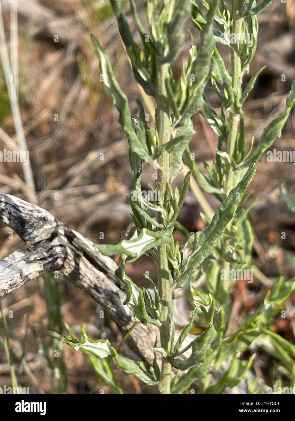 Silver Wormwood (Artemisia ludoviciana Stock Photo - Alamy