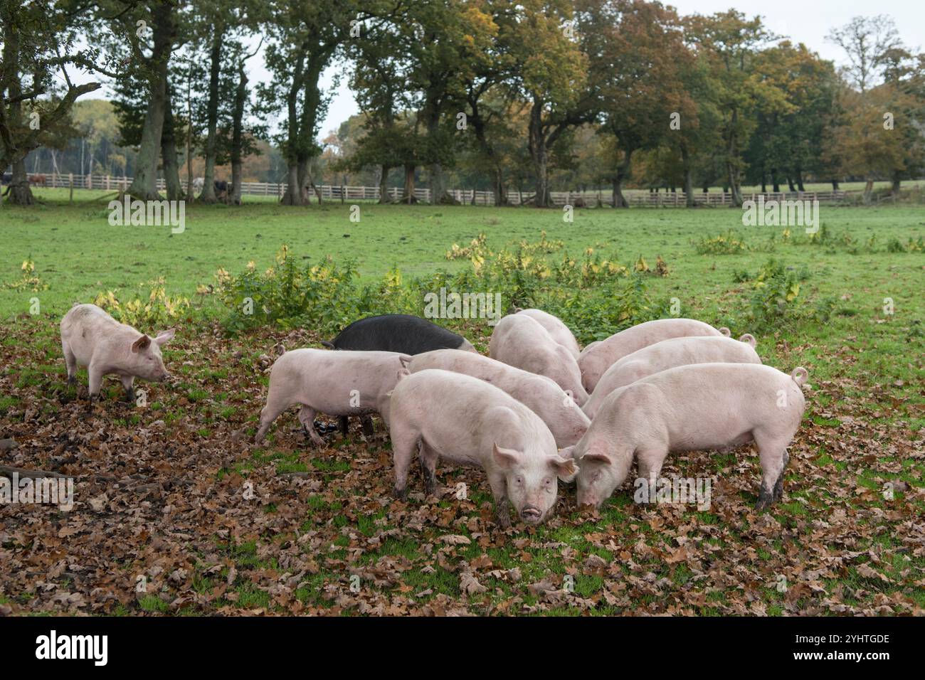 Old english forest pig hi-res stock photography and images - Alamy