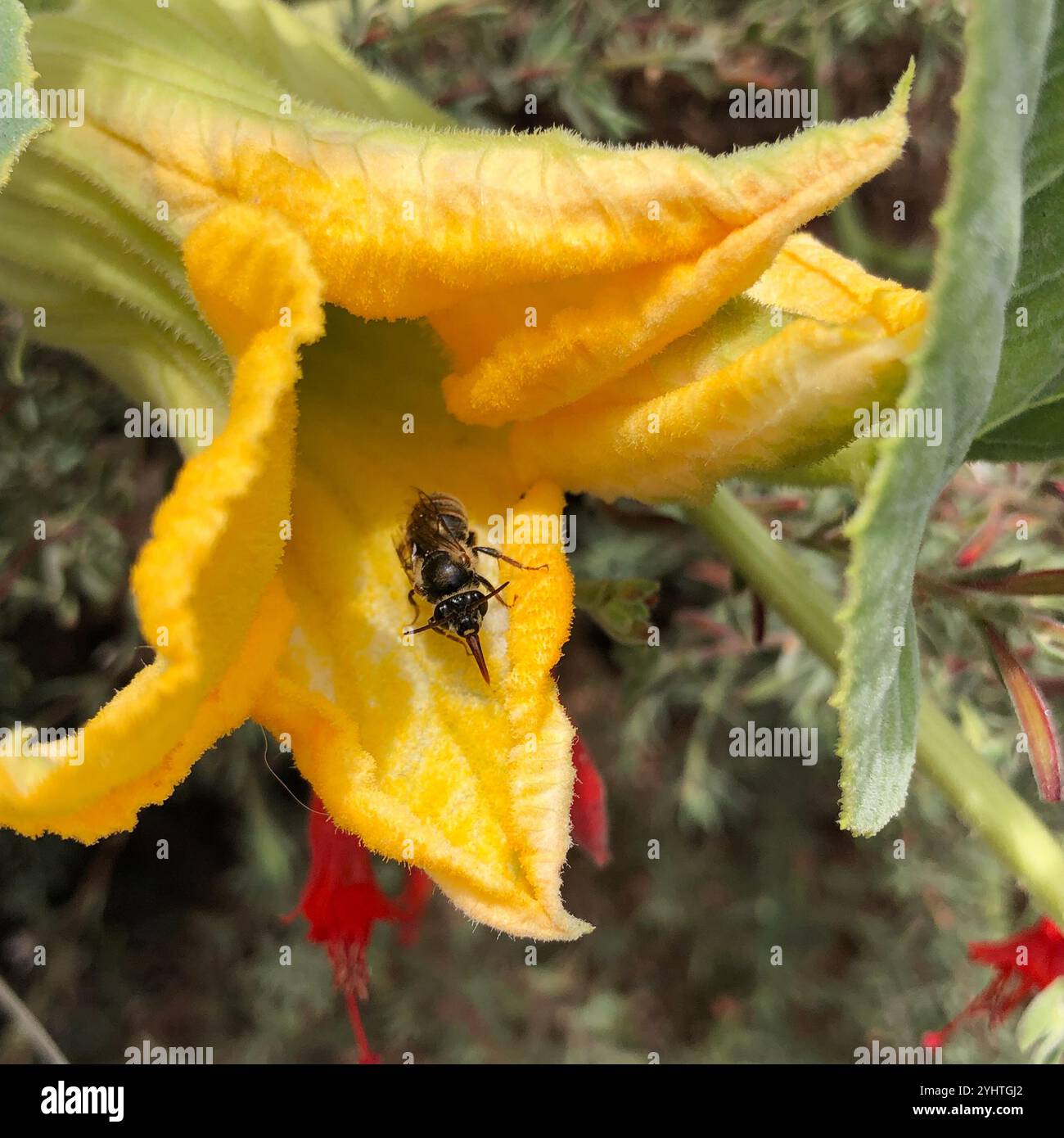 Pruinosa bee hi-res stock photography and images - Alamy