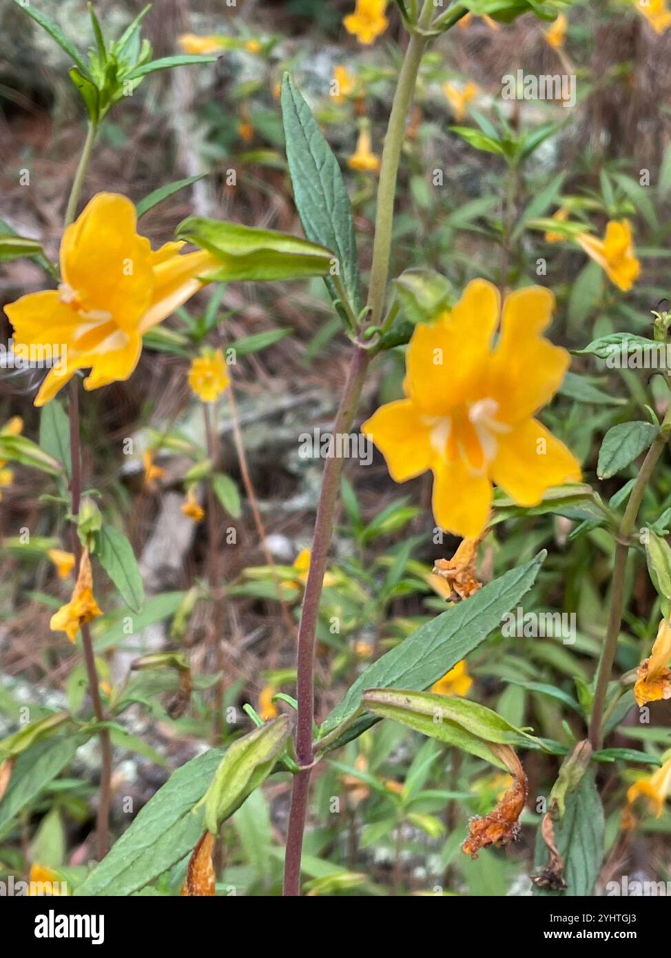 orange bush monkeyflower (Diplacus aurantiacus Stock Photo - Alamy