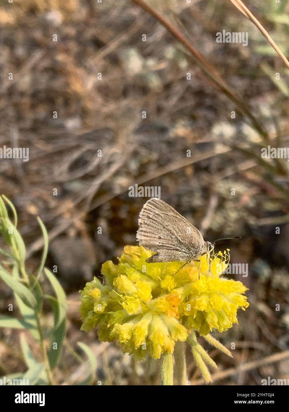 Gossamer-winged Butterflies (Lycaenidae Stock Photo - Alamy