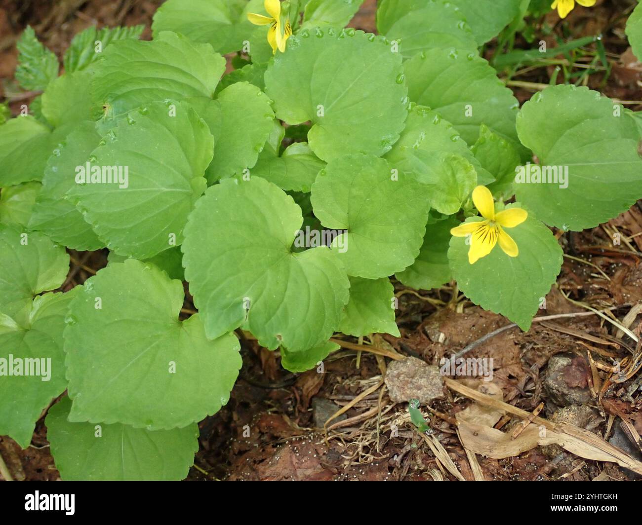 stream violet (Viola glabella Stock Photo - Alamy