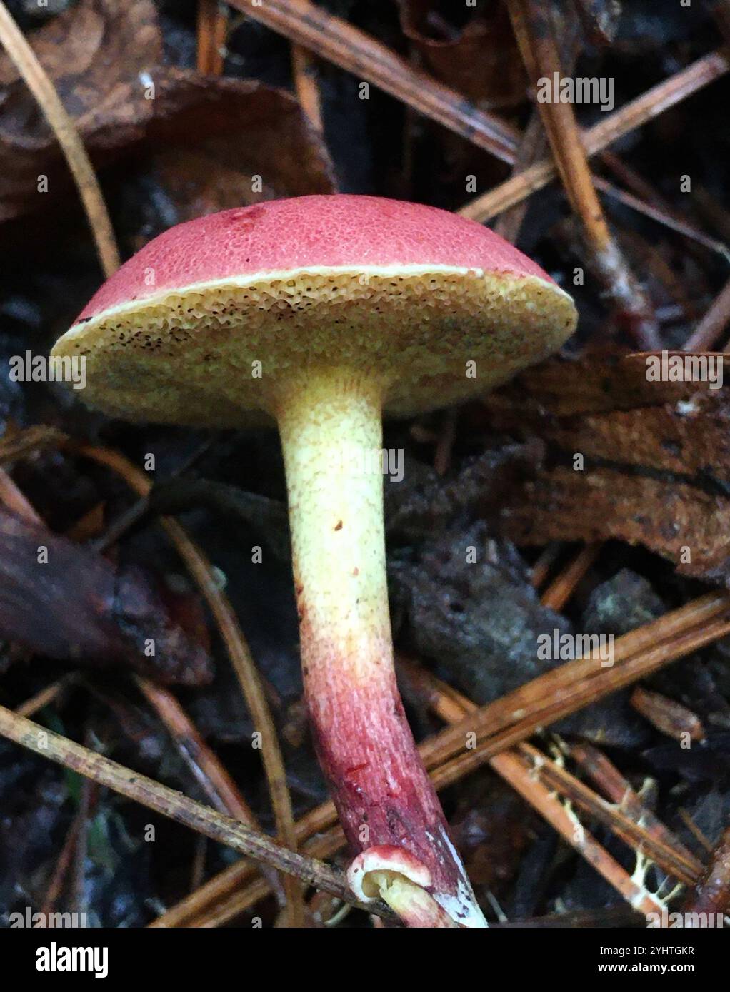 Hortiboletus hi-res stock photography and images - Alamy