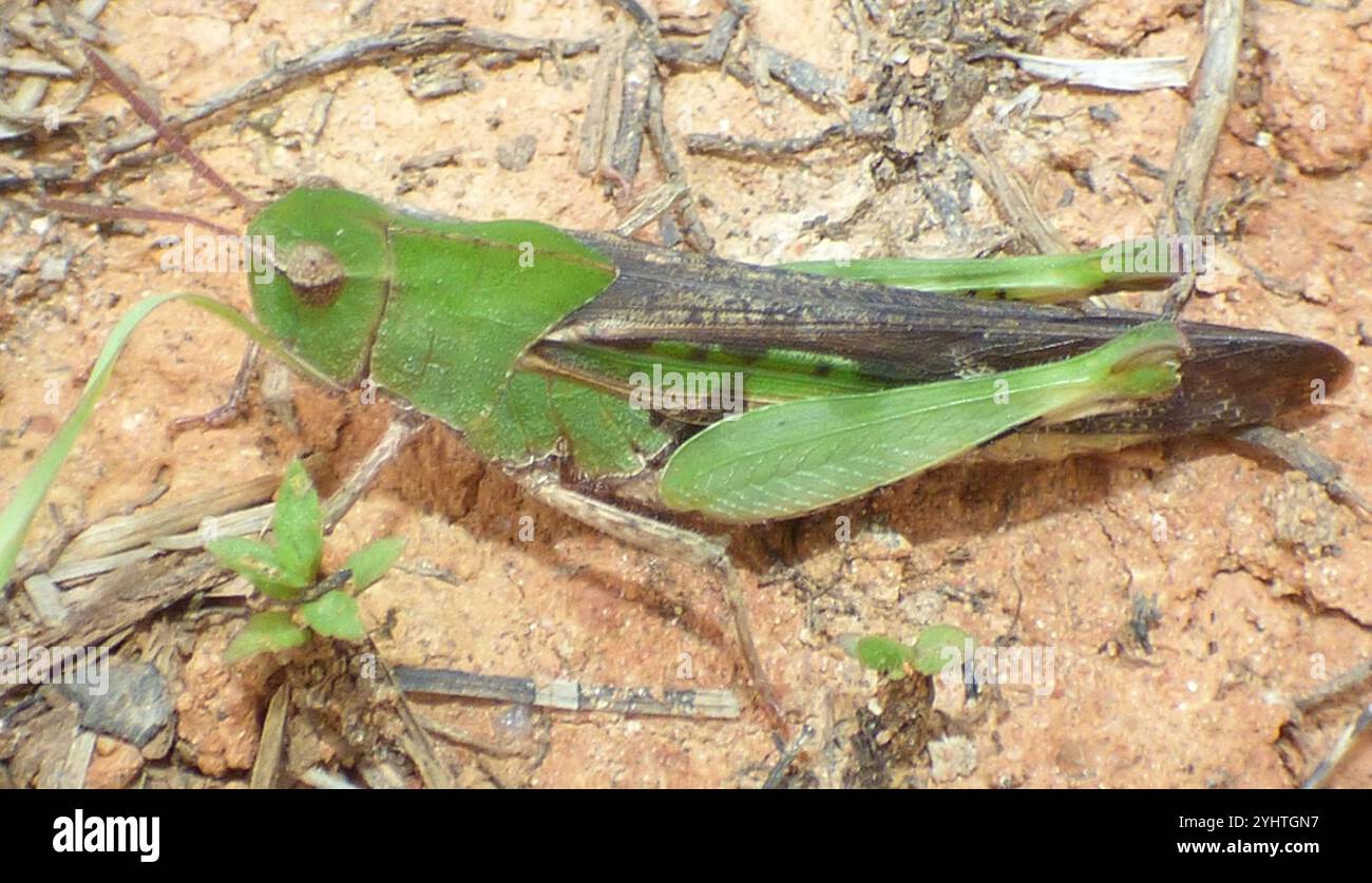 Green-striped Grasshopper (Chortophaga viridifasciata Stock Photo - Alamy