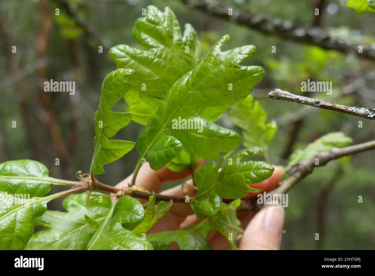 Oregon oak (Quercus garryana Stock Photo - Alamy