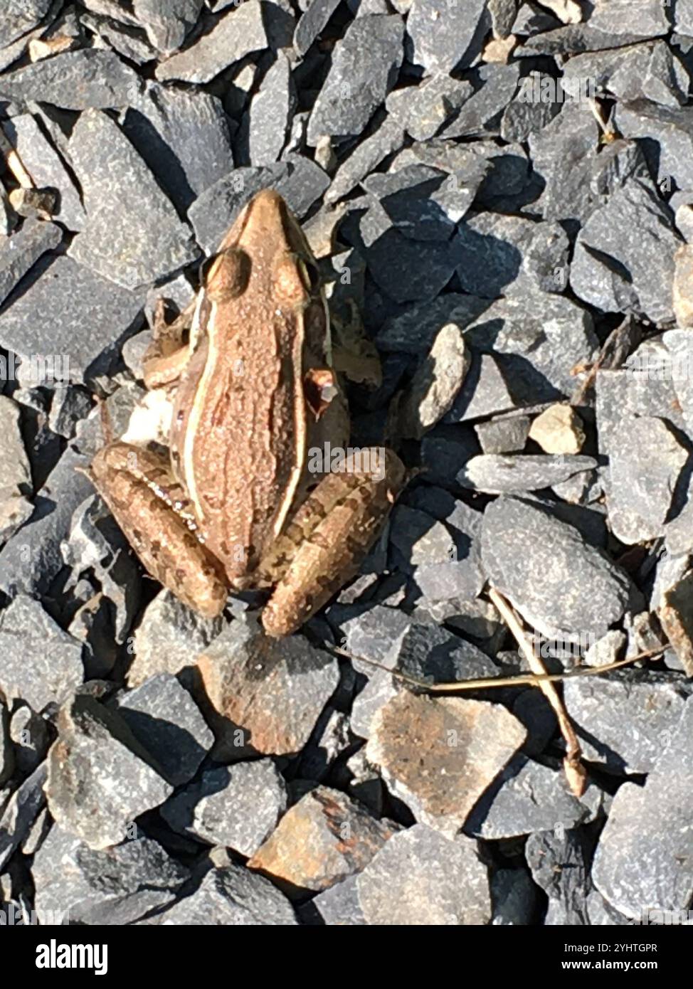 Southern Leopard Frog (Lithobates sphenocephalus Stock Photo - Alamy