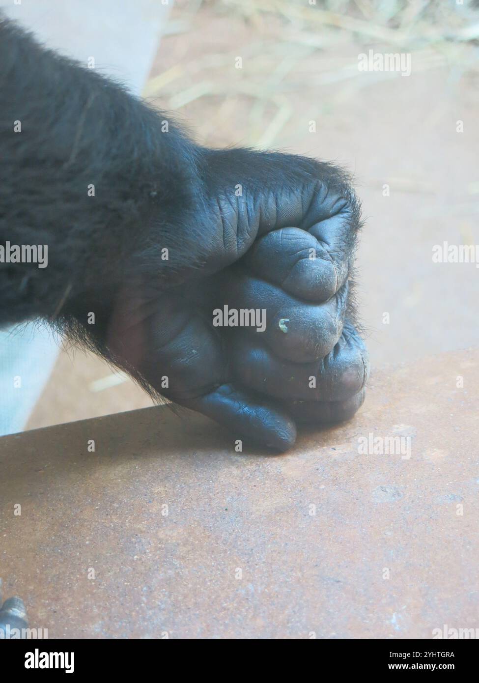 Gorilla hand hi-res stock photography and images - Alamy