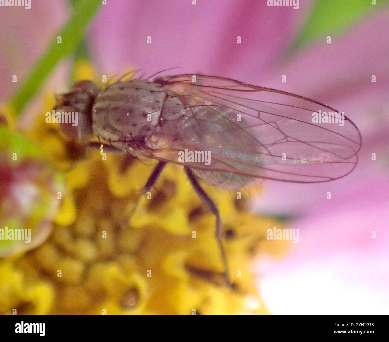 Root-maggot Flies (Anthomyiidae Stock Photo - Alamy