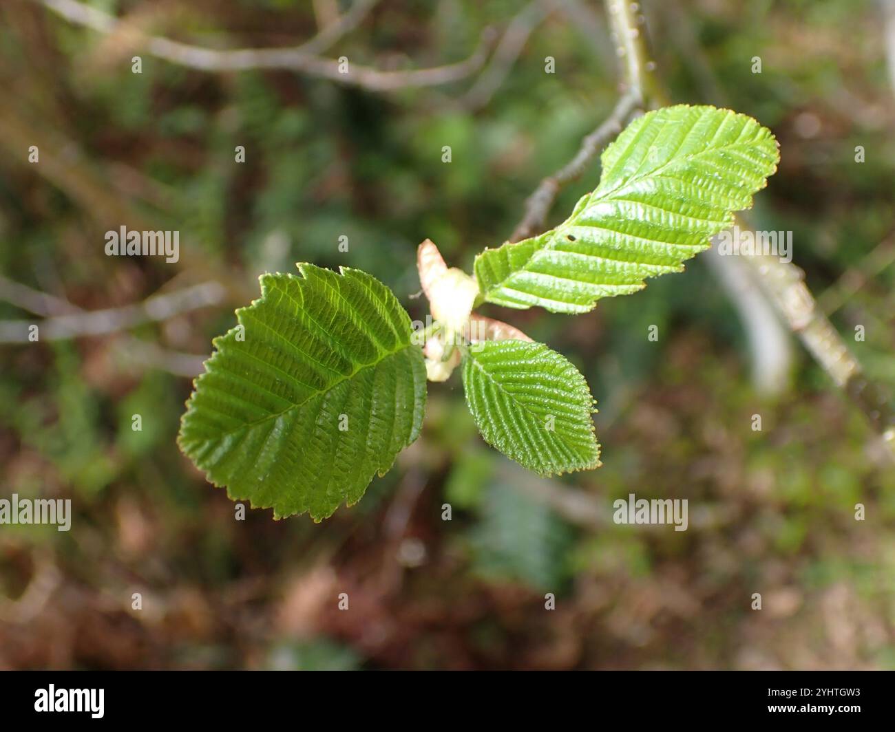 Red Alder (Alnus rubra Stock Photo - Alamy