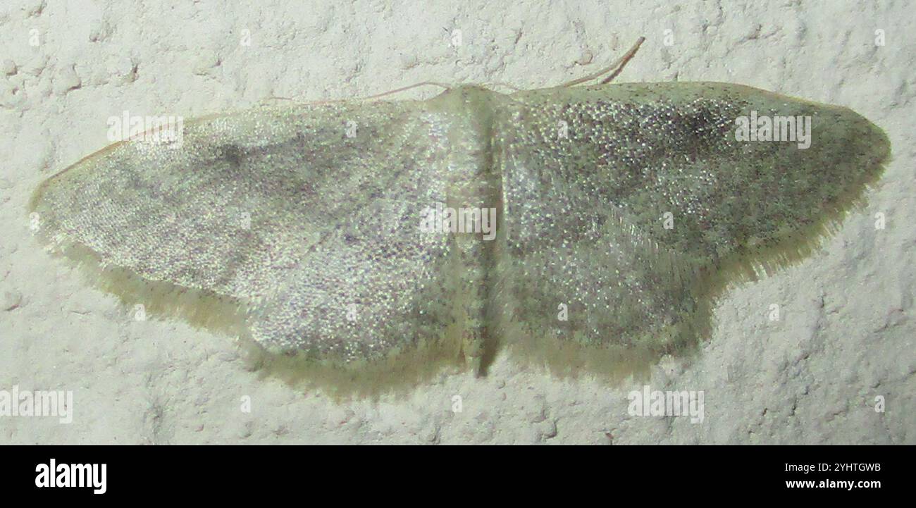 Geometer Moths (Geometridae Stock Photo - Alamy