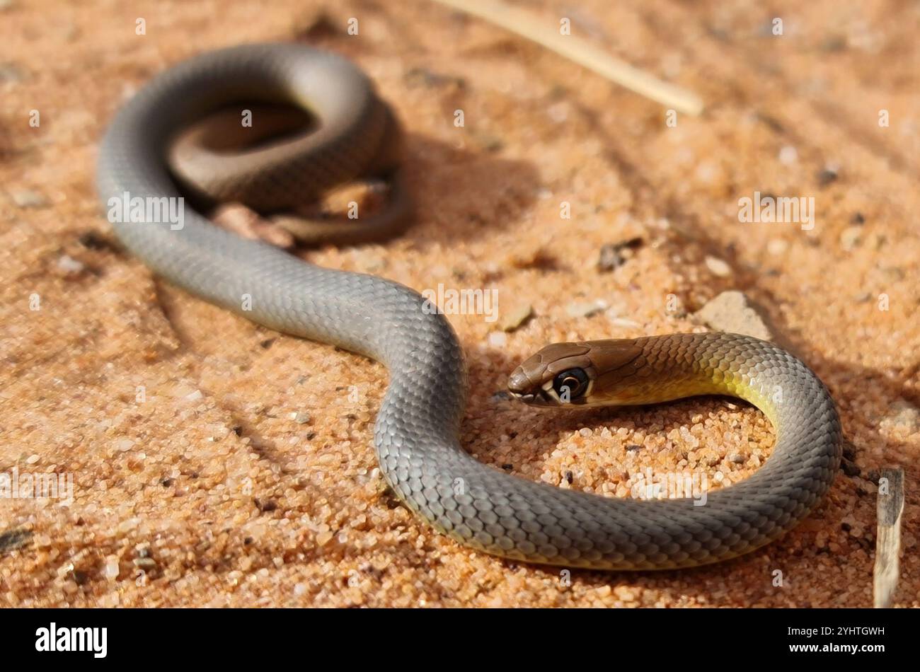 Central Whipsnake (Demansia cyanochasma Stock Photo - Alamy