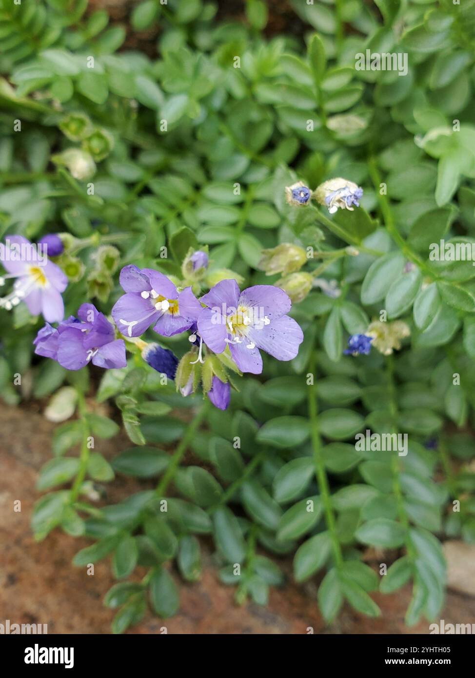 Pretty Jacob's-ladder (Polemonium pulcherrimum Stock Photo - Alamy