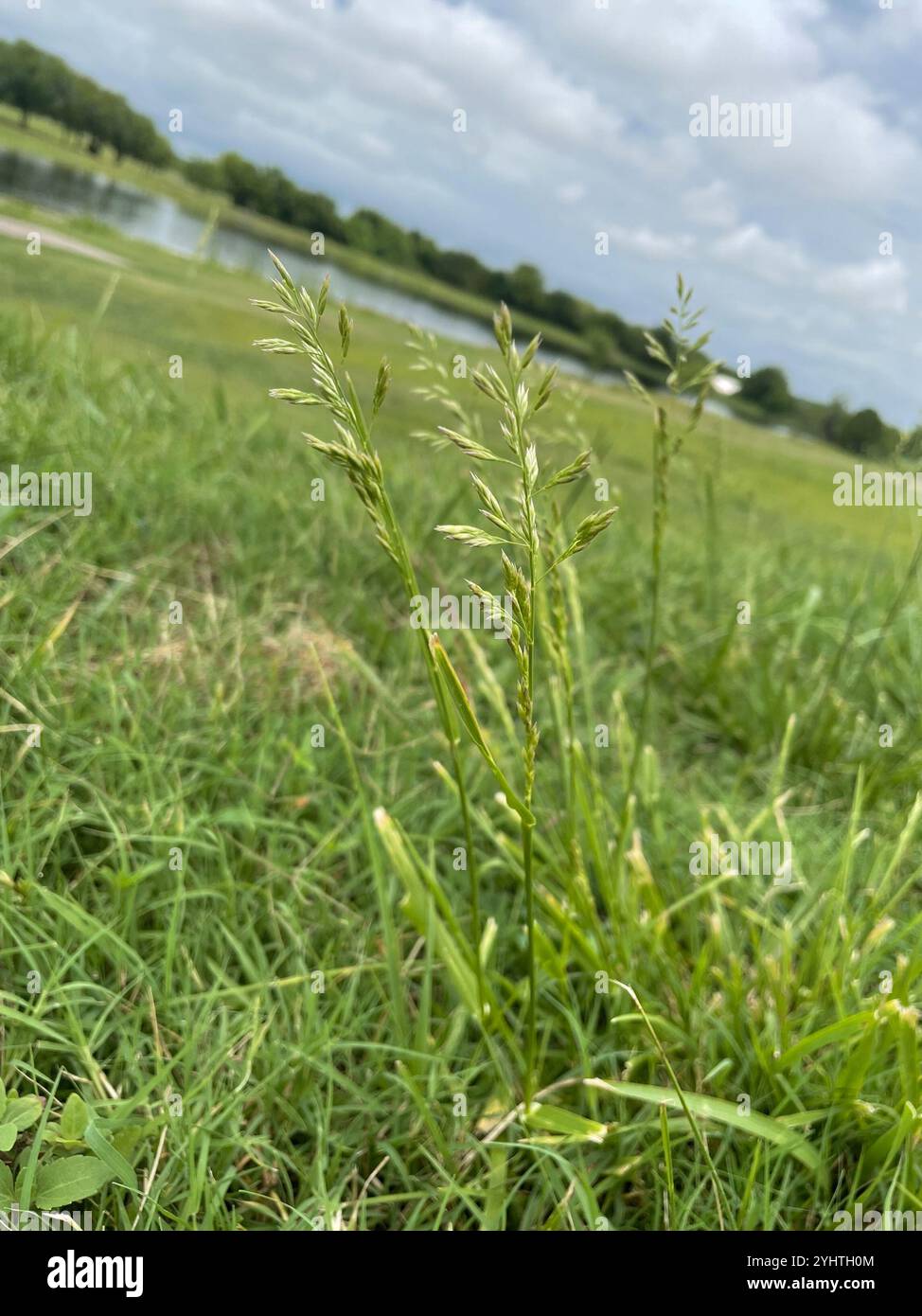 tall fescue (Lolium arundinaceum Stock Photo - Alamy