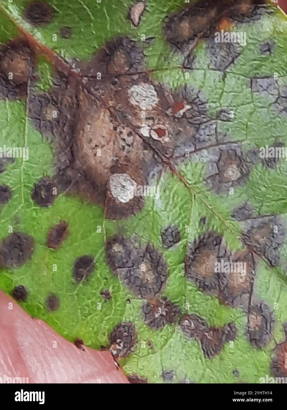 Cercospora hi-res stock photography and images - Alamy