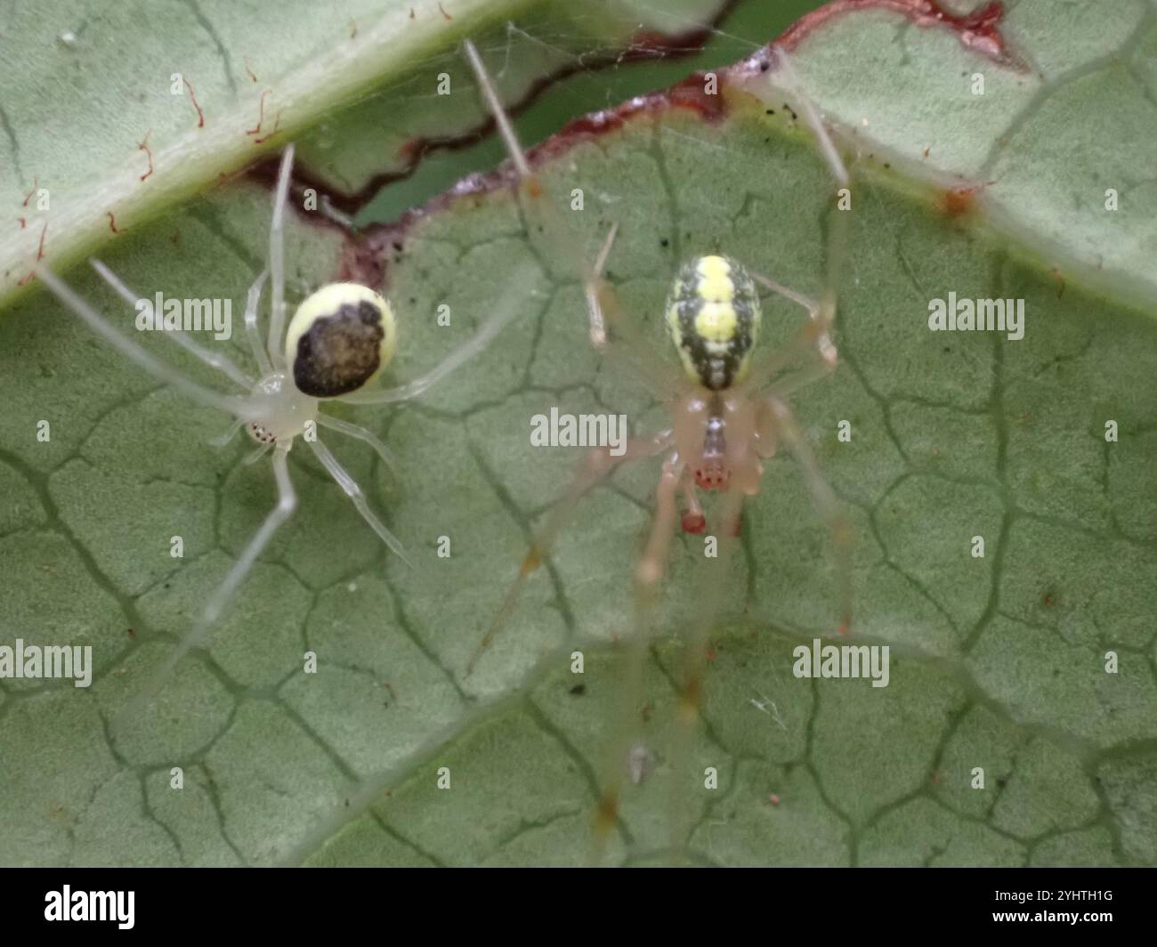 Typical Cobweb Spiders (Theridion Stock Photo - Alamy