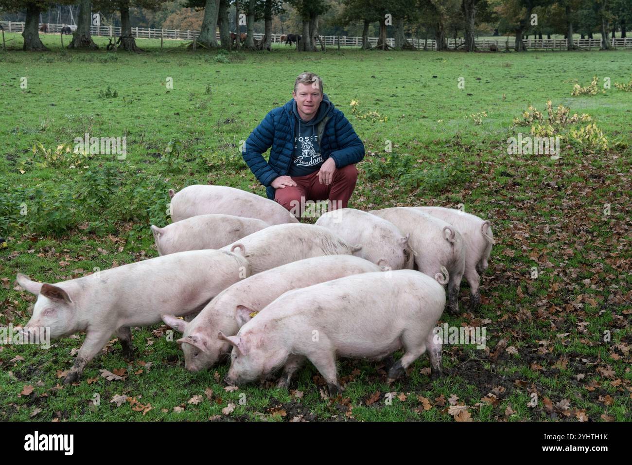 Jacob Sykes, with pannage free range pigs at a New Forest farm ...