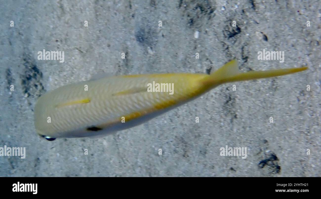 Yellowstripe Goatfish (Mulloidichthys flavolineatus Stock Photo - Alamy