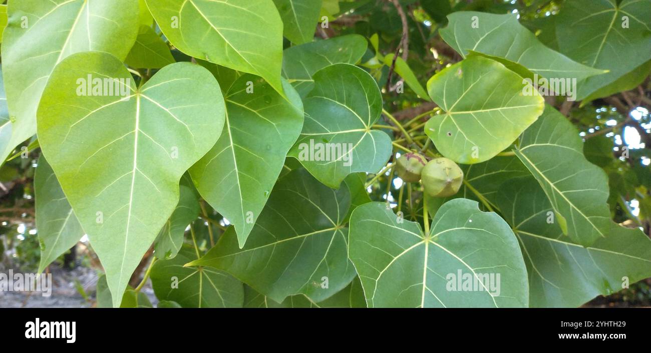 Portia tree (Thespesia populnea Stock Photo - Alamy