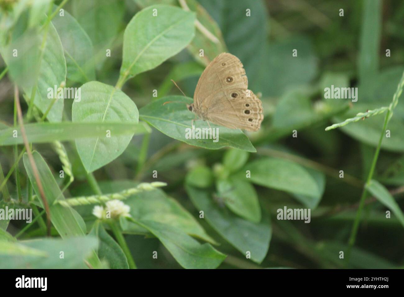 Mycalesis bushbrown hi-res stock photography and images - Alamy