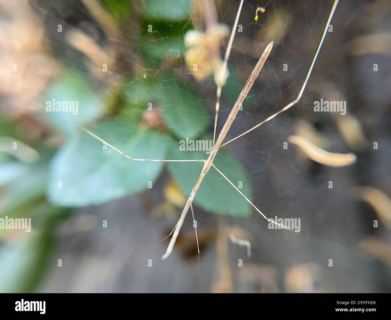 Thread-legged Bugs (Emesinae Stock Photo - Alamy