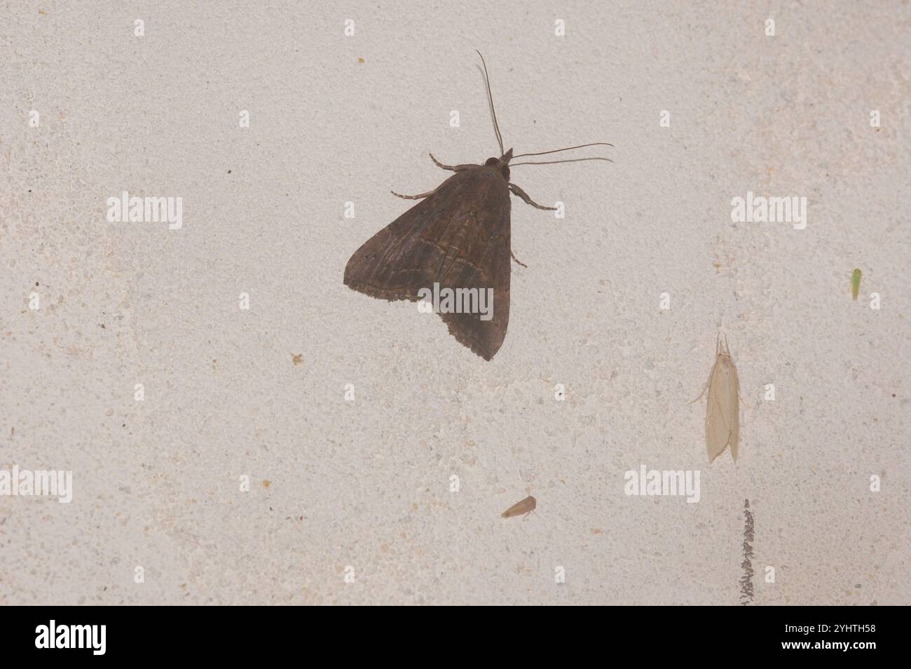 Green Cloverworm Moth (Hypena scabra Stock Photo - Alamy