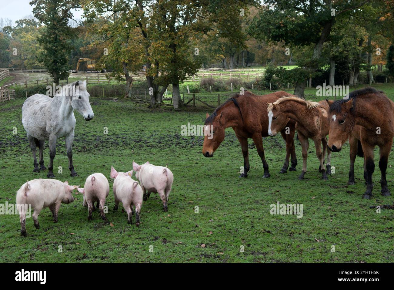 Free range pannage pigs approximately three months old and New Forest ...