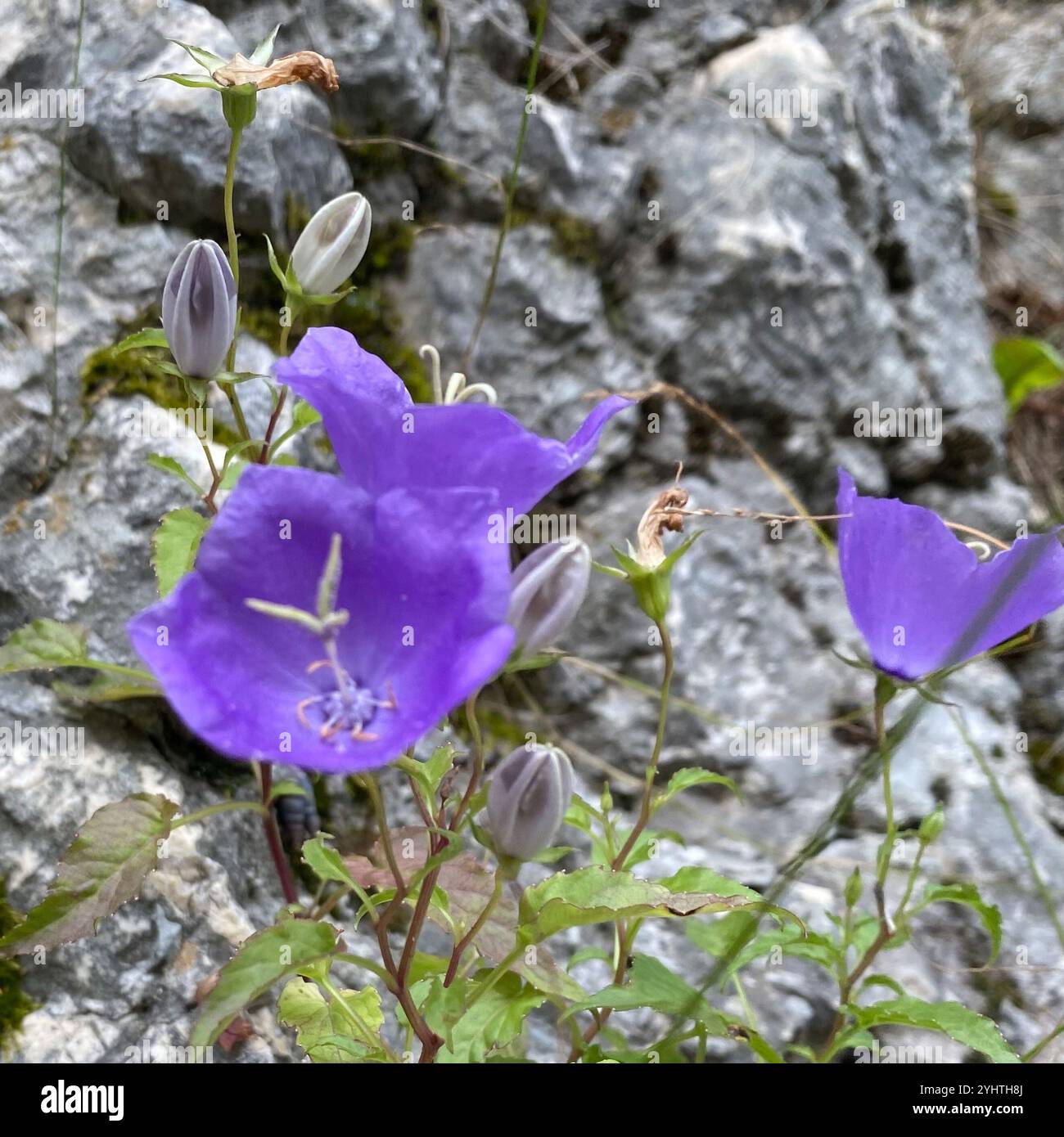 tussock bellflower (Campanula carpatica Stock Photo - Alamy