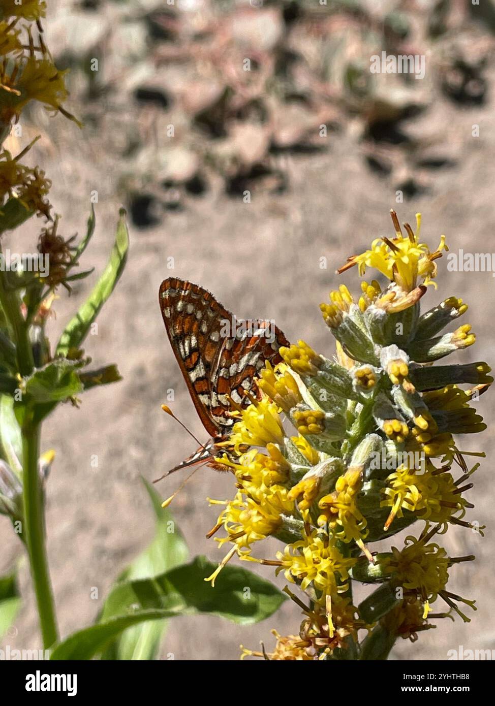 Euphydryas editha hi-res stock photography and images - Alamy