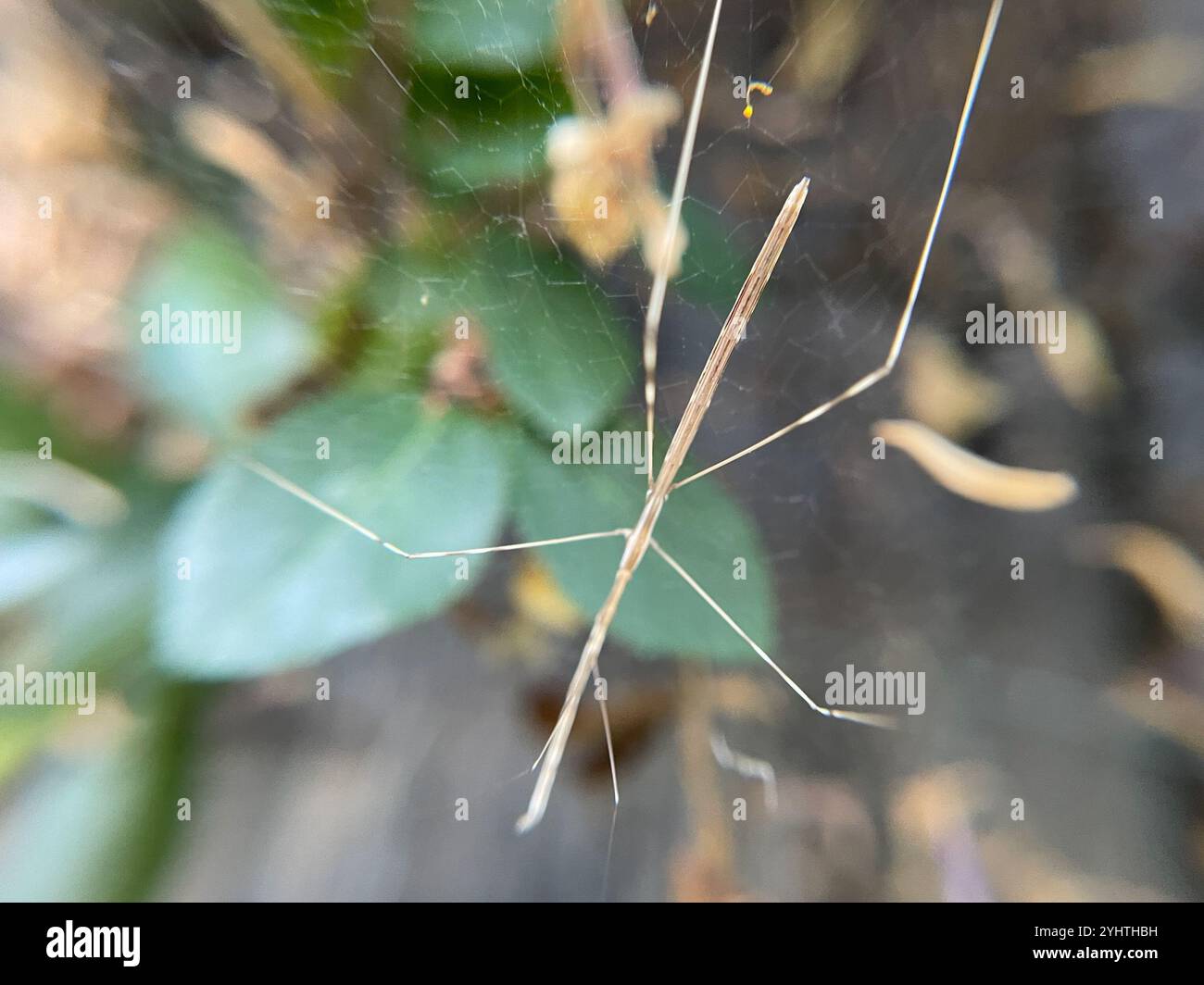 Thread legged bugs hi-res stock photography and images - Alamy