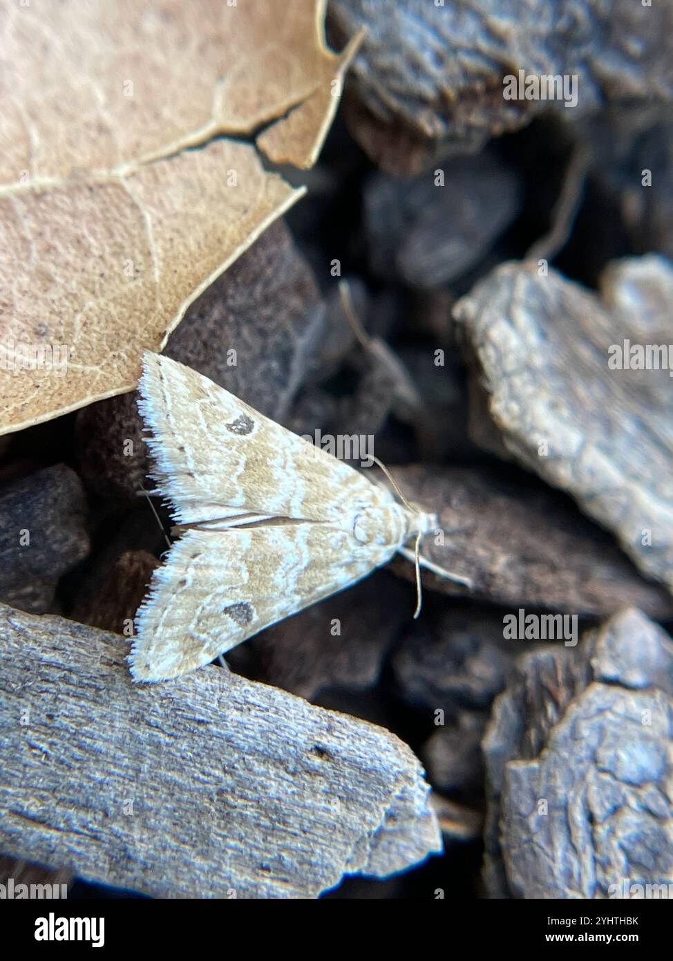 Cabbage Webworm Moth (Hellula rogatalis Stock Photo - Alamy