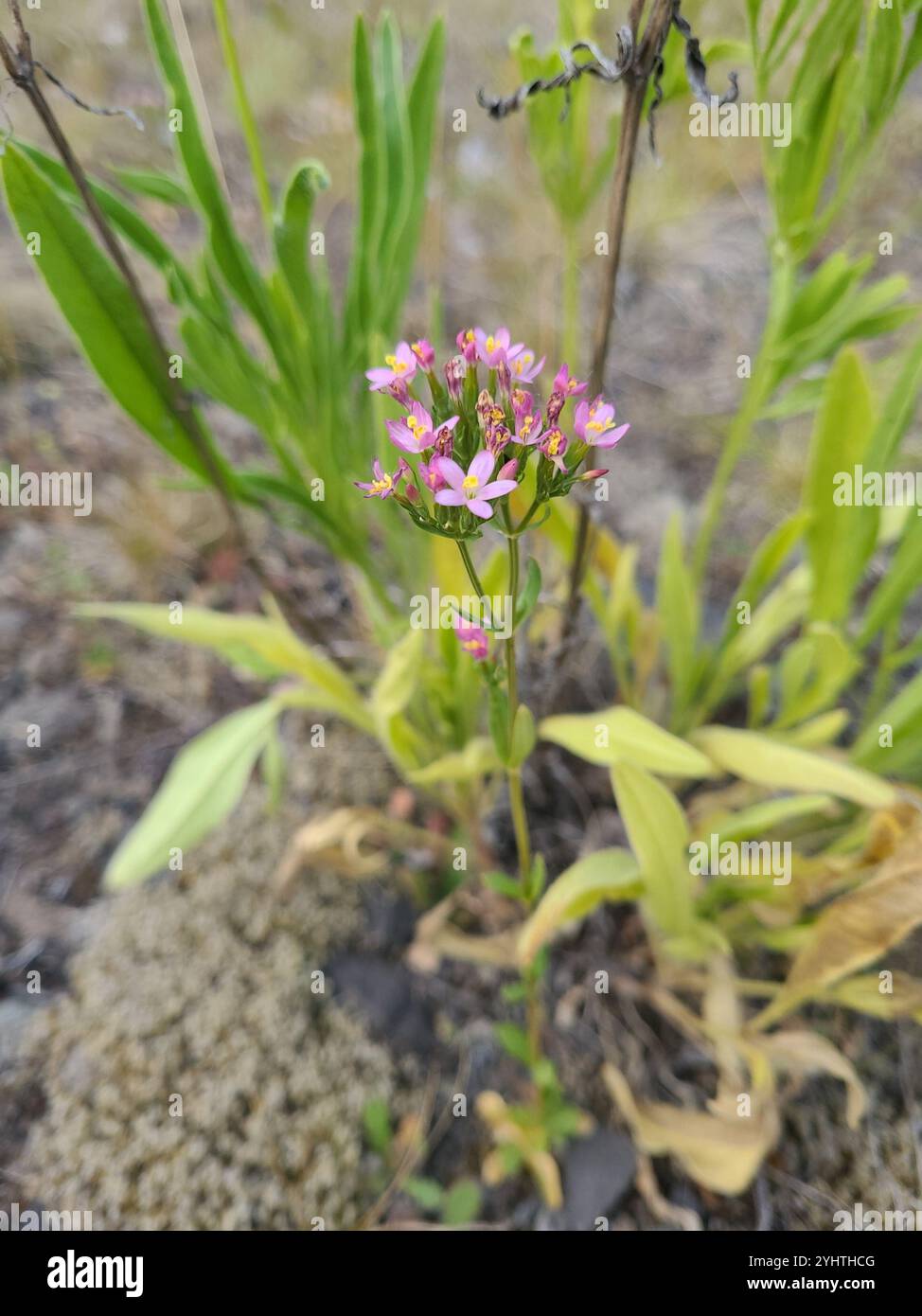 Common centaury (Centaurium erythraea Stock Photo - Alamy