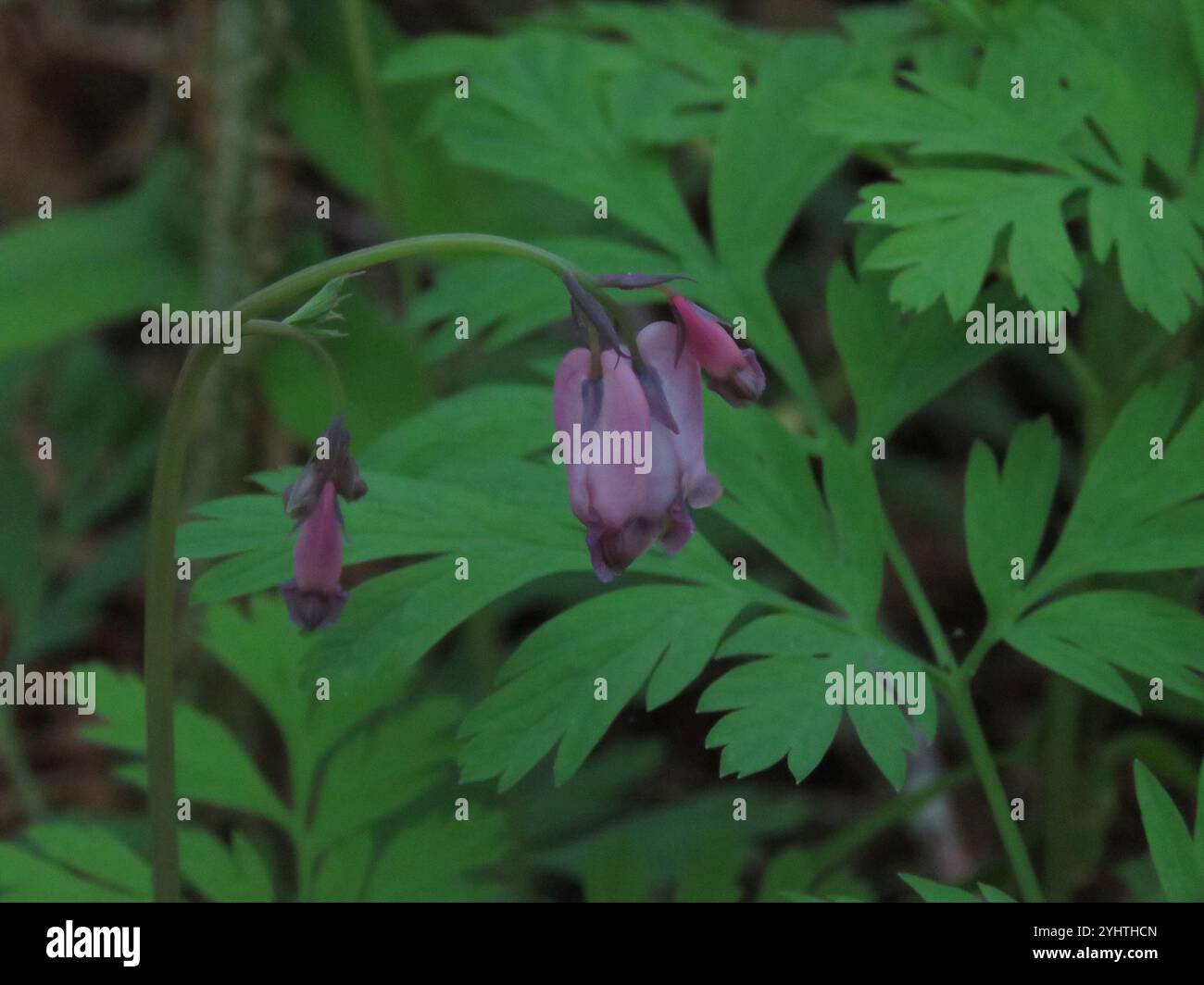 Pacific Bleeding Heart (Dicentra formosa Stock Photo - Alamy