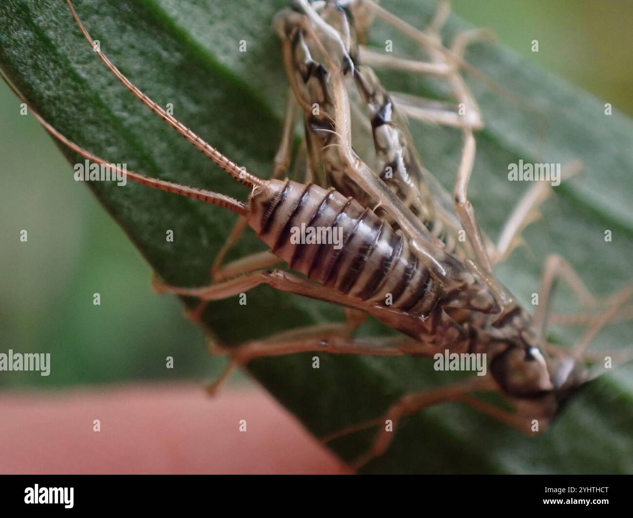 Common Stoneflies (Perlidae Stock Photo - Alamy