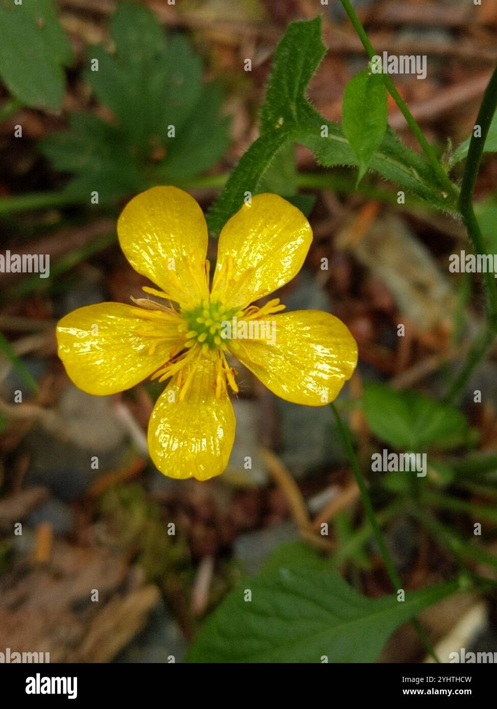 Creeping buttercup (Ranunculus repens Stock Photo - Alamy
