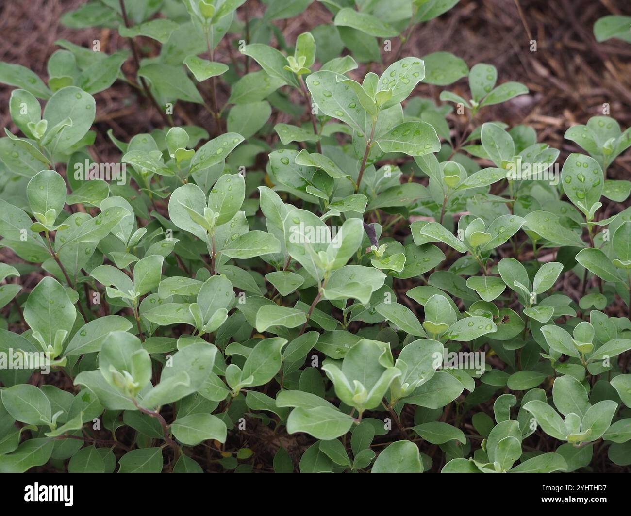 Beach vitex hi-res stock photography and images - Alamy