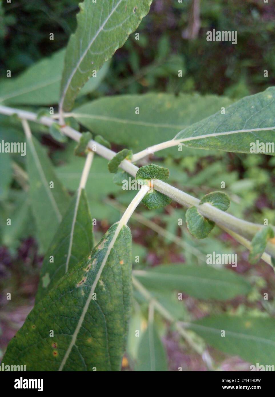 Vetrix hi-res stock photography and images - Alamy