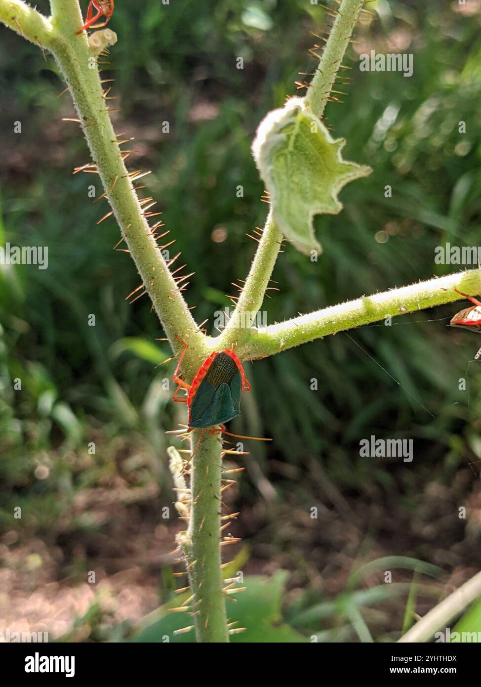 Red-bordered Stink Bug (Edessa rufomarginata Stock Photo - Alamy