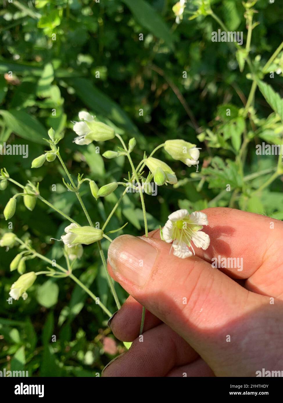 starry campion (Silene stellata Stock Photo - Alamy