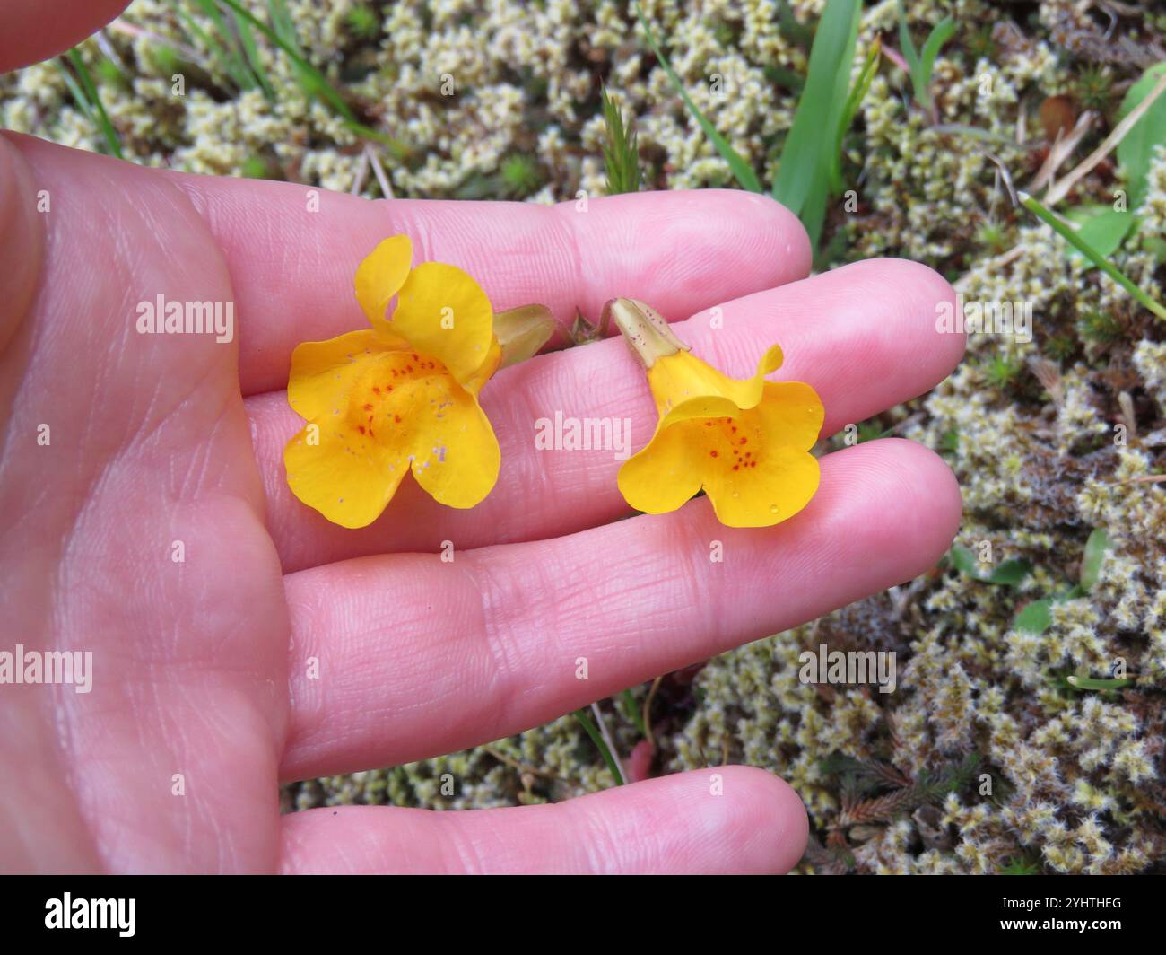 seep monkeyflower (Erythranthe guttata Stock Photo - Alamy