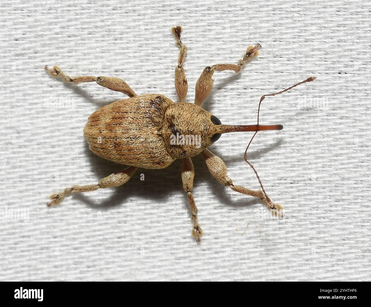 Nut and Acorn Weevils (Curculio Stock Photo - Alamy
