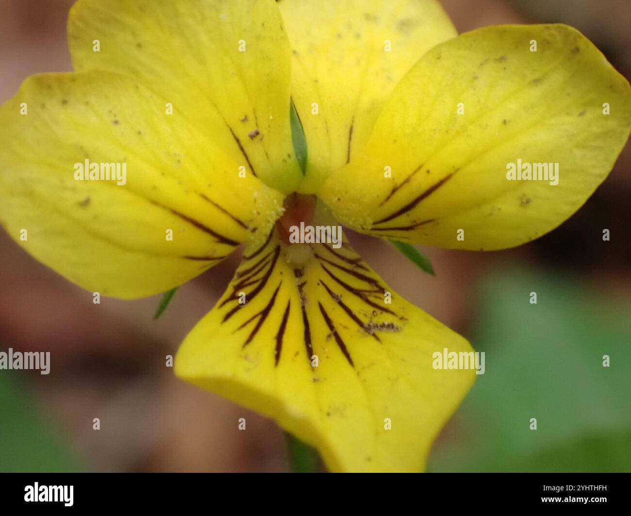 stream violet (Viola glabella Stock Photo - Alamy