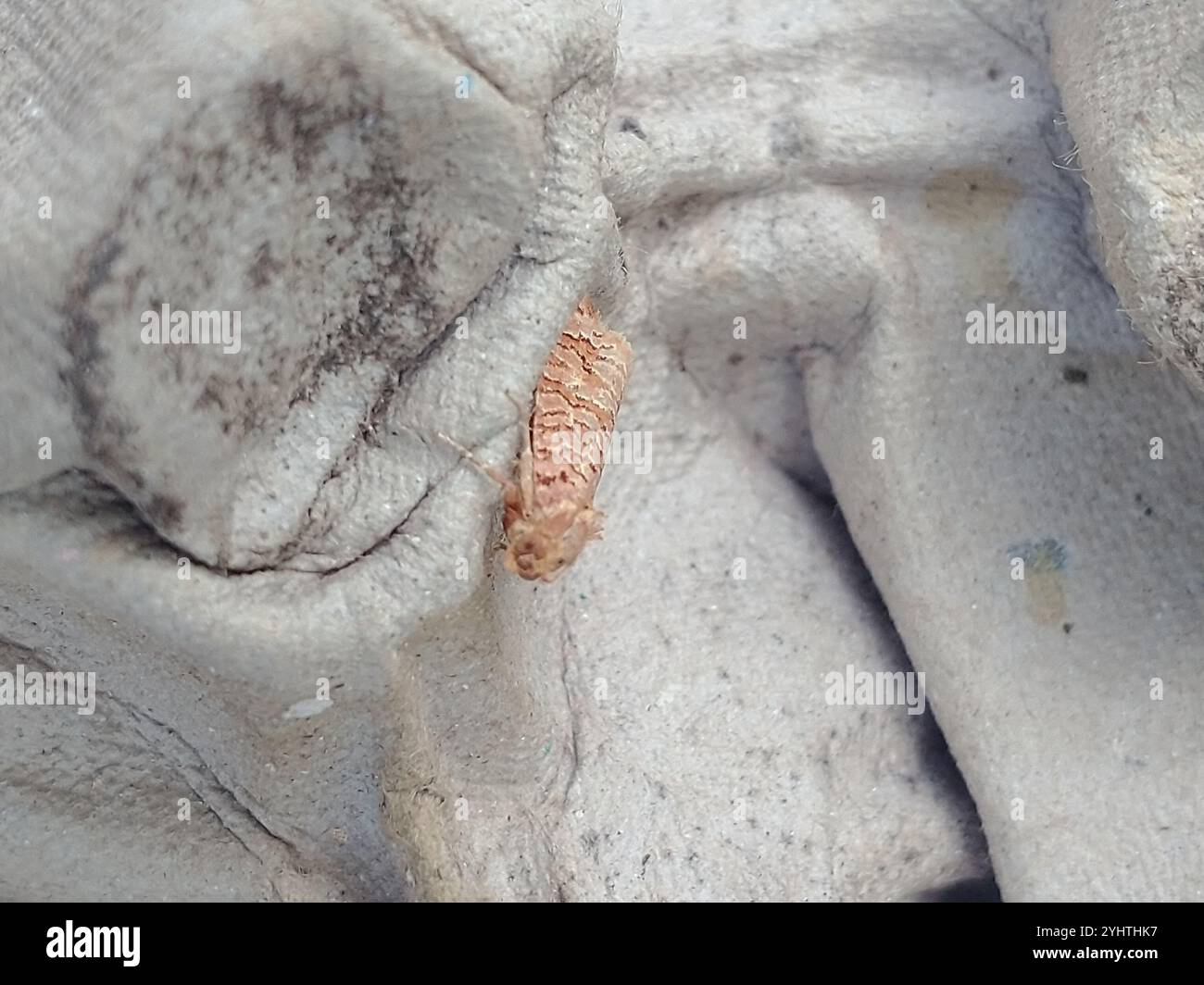 Orange pine tortrix hi-res stock photography and images - Alamy