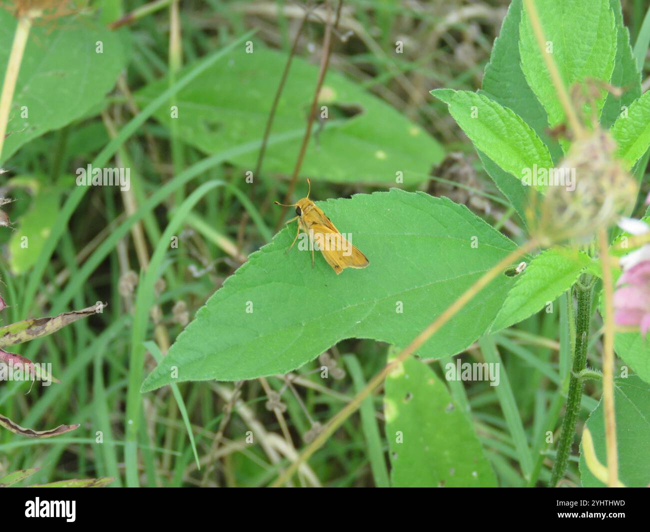 Fiery Skipper (Hylephila phyleus Stock Photo - Alamy
