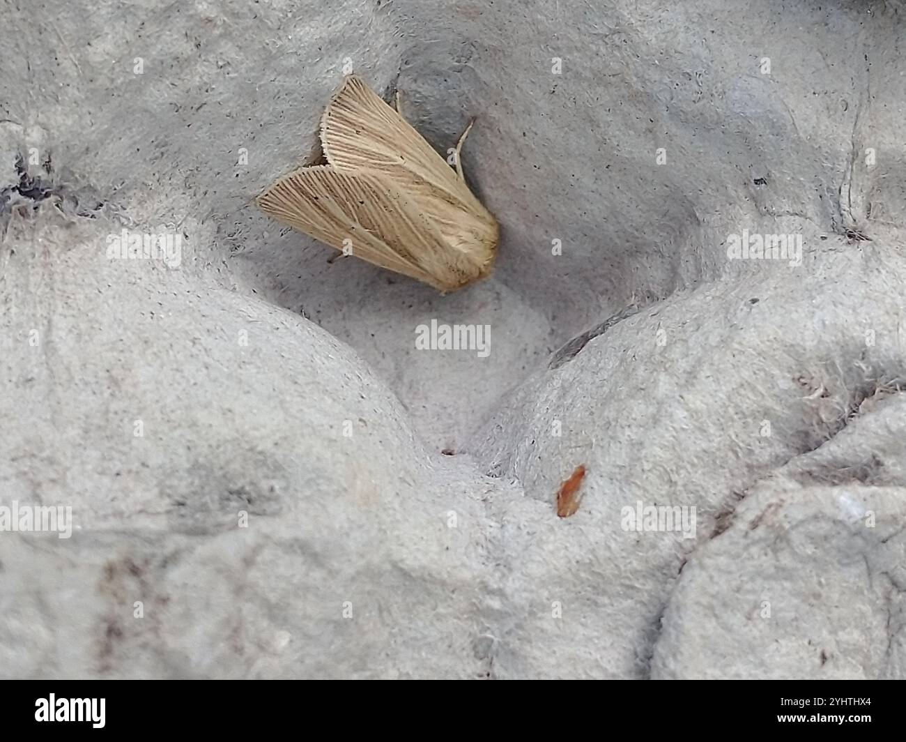 Smoky wainscot hi-res stock photography and images - Alamy