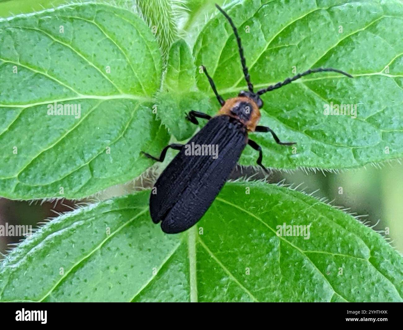 Net-winged Beetles (Lycidae Stock Photo - Alamy