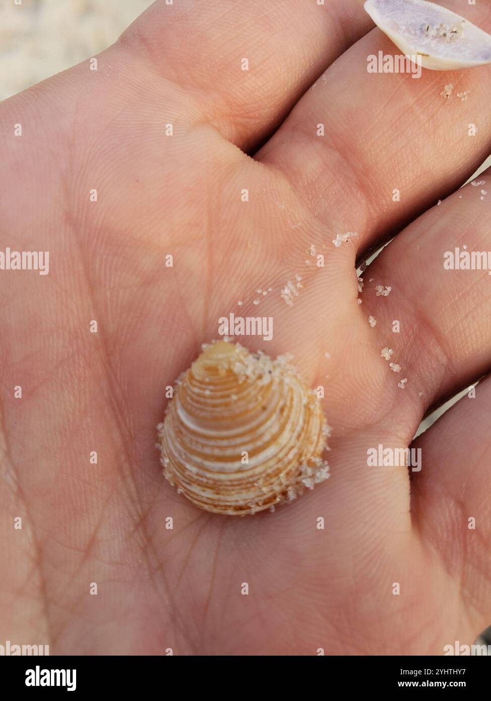 Chestnut Clam (Isocrassina castanea Stock Photo - Alamy