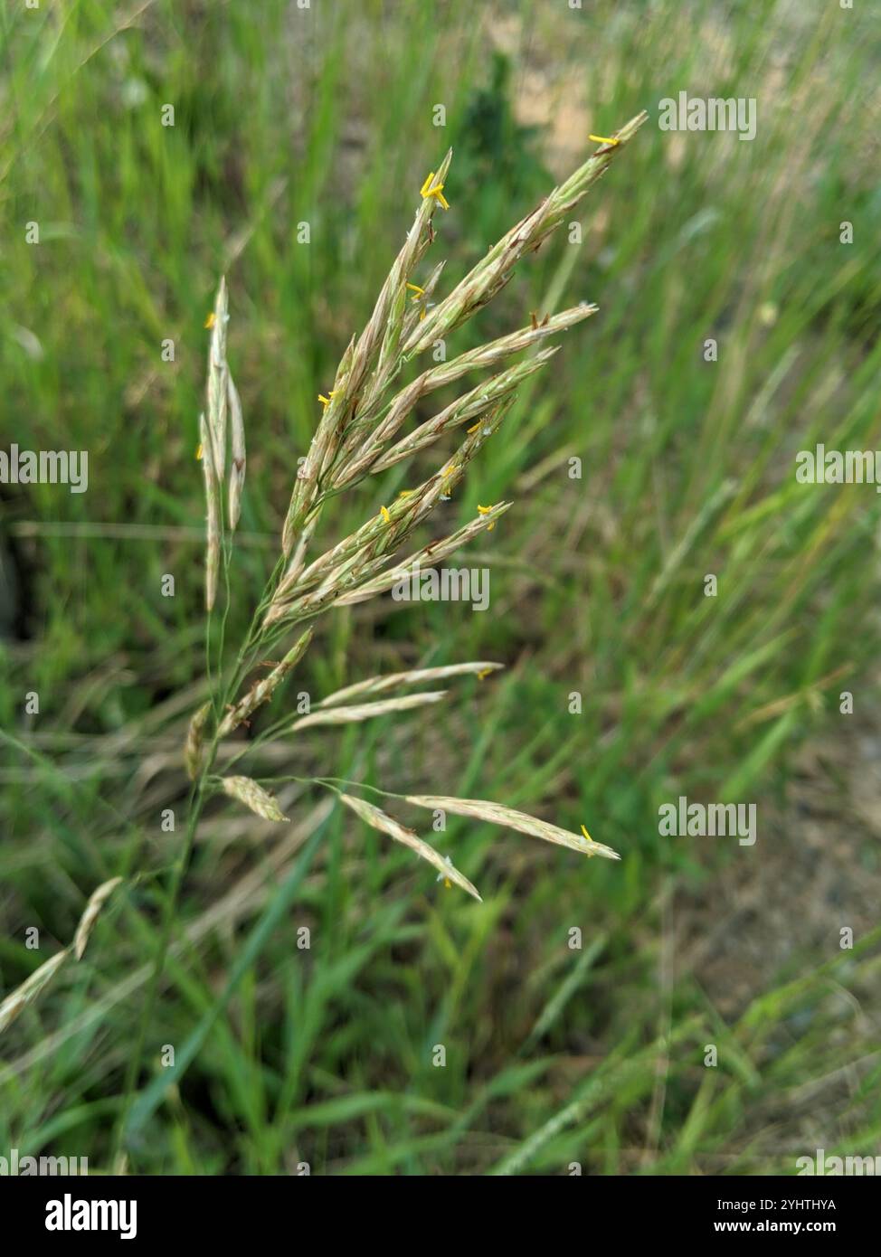 Smooth brome hi-res stock photography and images - Alamy