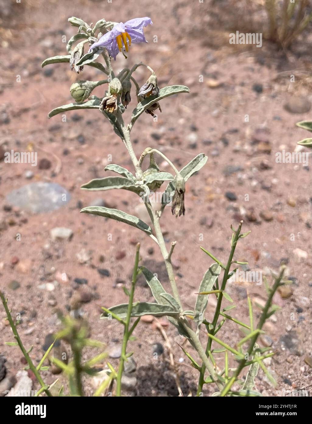 silverleaf nightshade (Solanum elaeagnifolium Stock Photo - Alamy