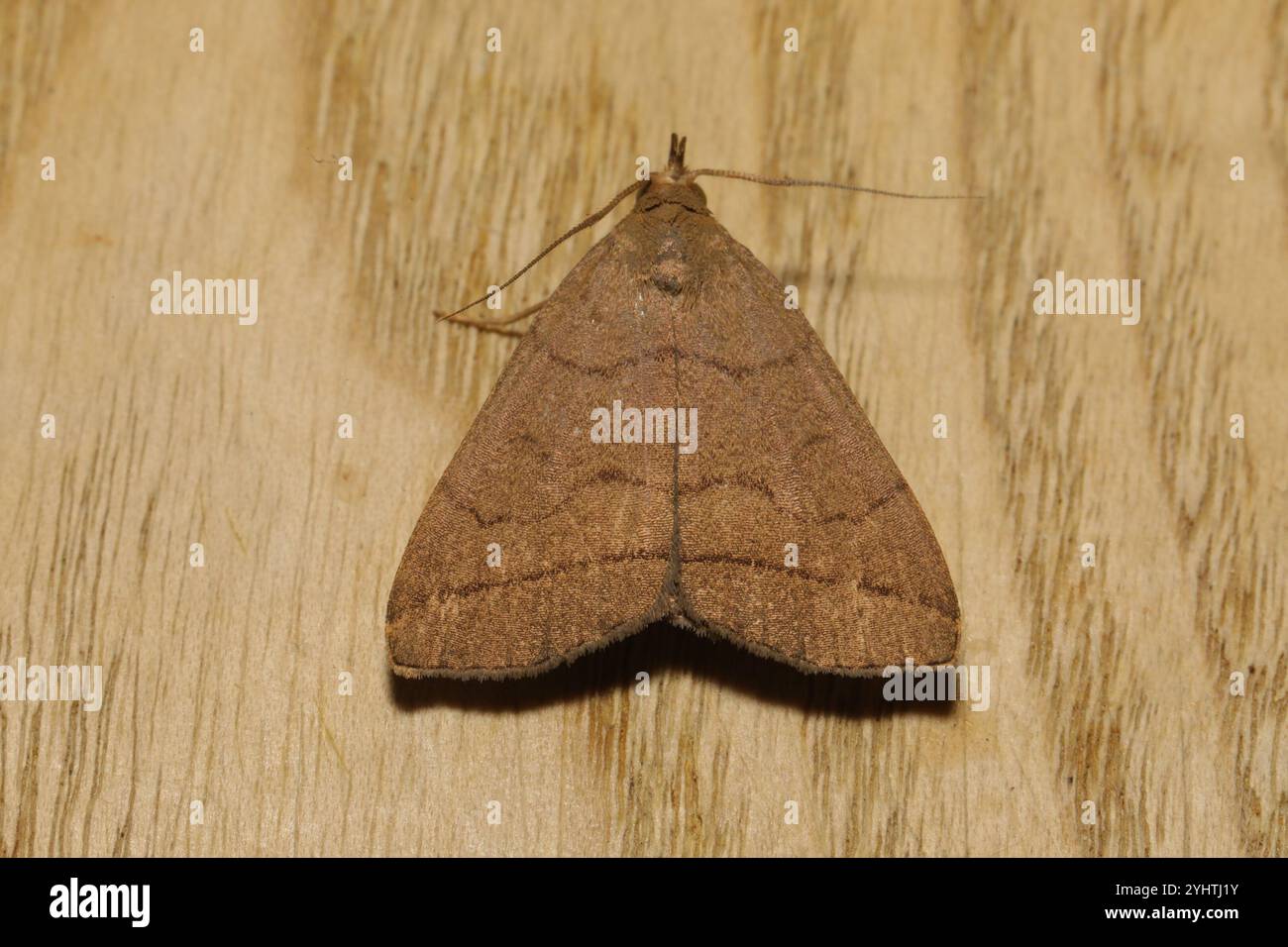 The Fan-foot (Herminia tarsipennalis Stock Photo - Alamy